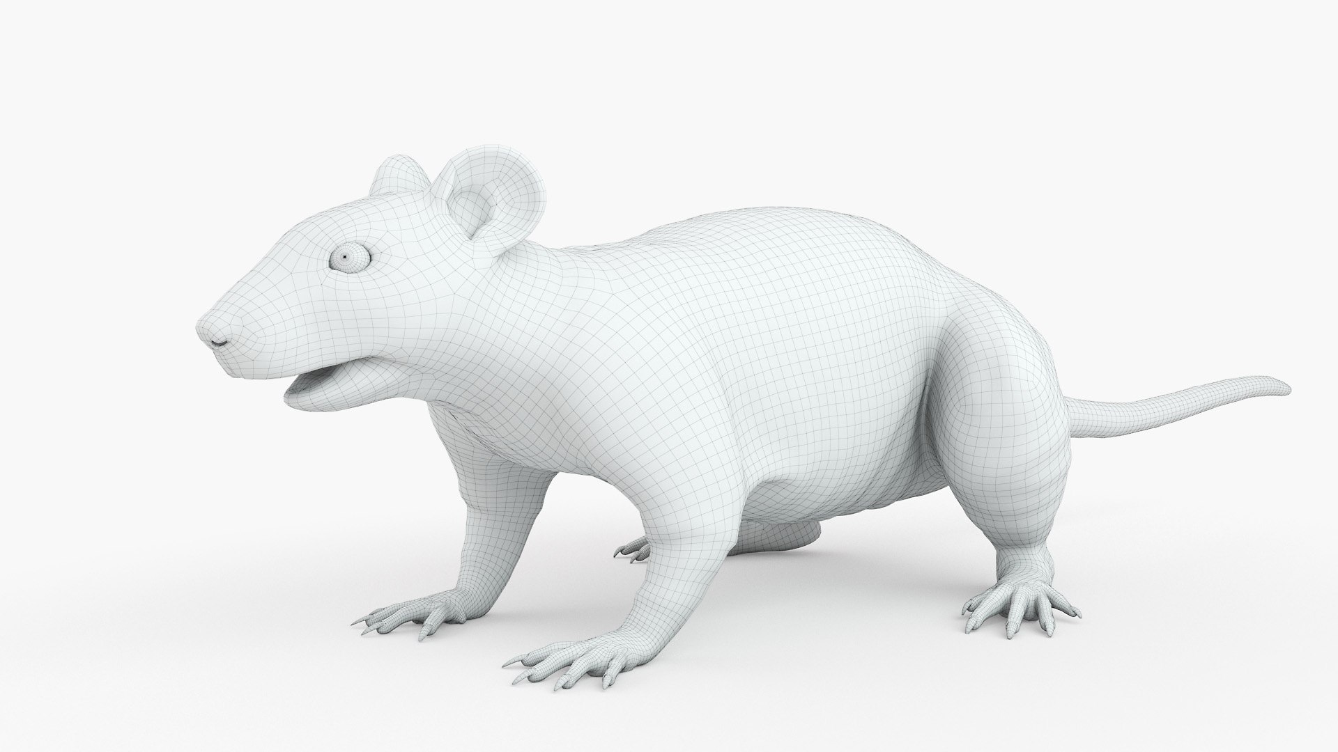 3D Rat Body And Skeleton Static - TurboSquid 1891575