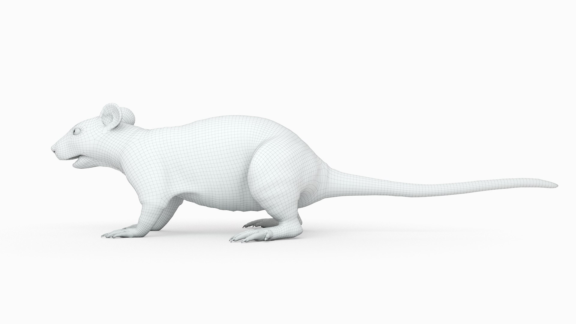 3D Rat Body And Skeleton Static - TurboSquid 1891575