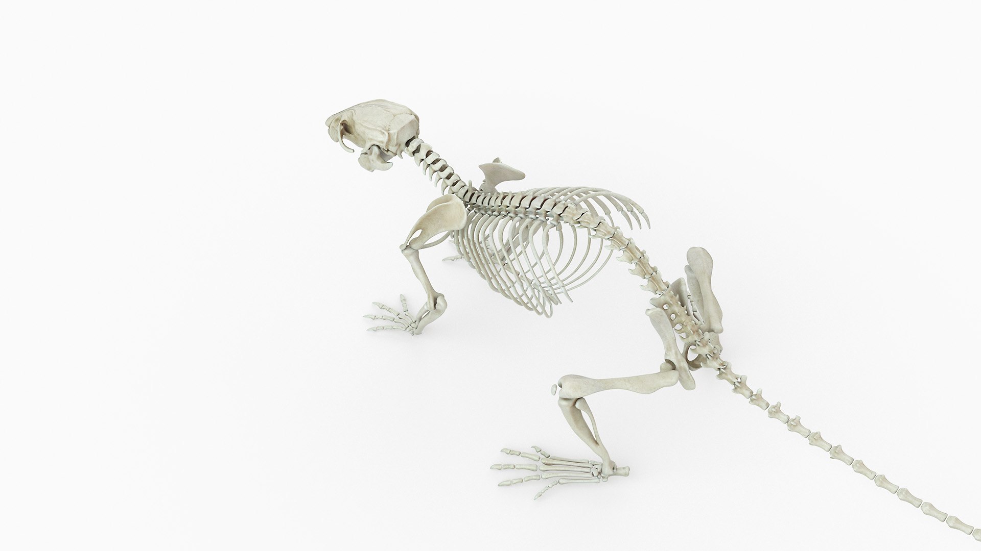 3D Rat Body And Skeleton Static - TurboSquid 1891575