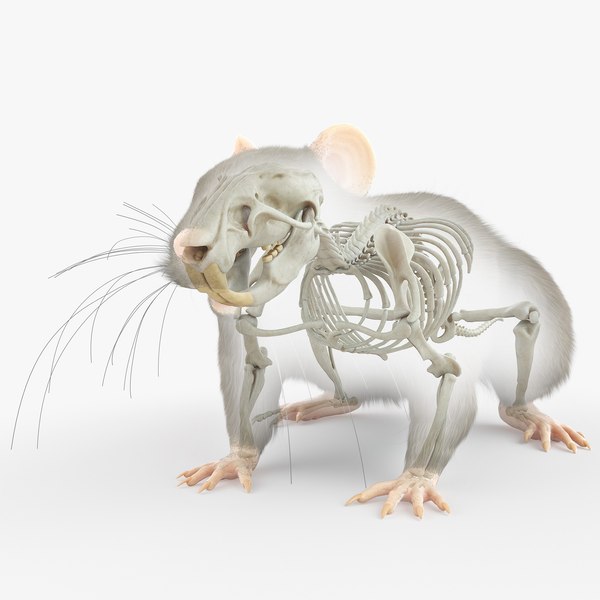 modelo 3d Cuerpo de rata y esqueleto estático - TurboSquid 1891575