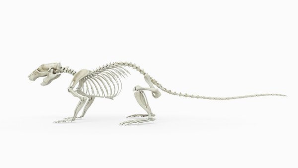 modelo 3d Cuerpo de rata y esqueleto estático - TurboSquid 1891575