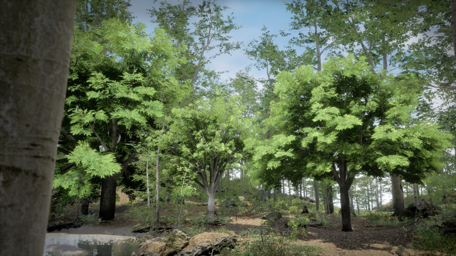 4 Realistic Korean Zelkova Tree Model II LOD II Game Ready Model ...