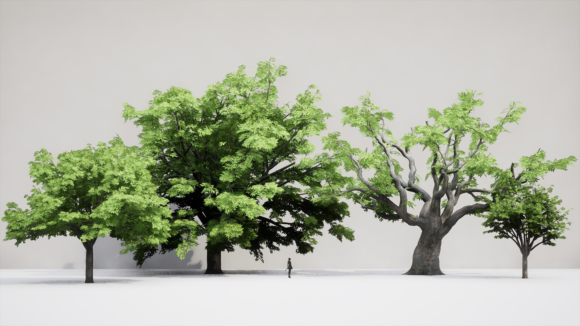 4 Realistic Korean Zelkova Tree Model II LOD II Game Ready Model ...