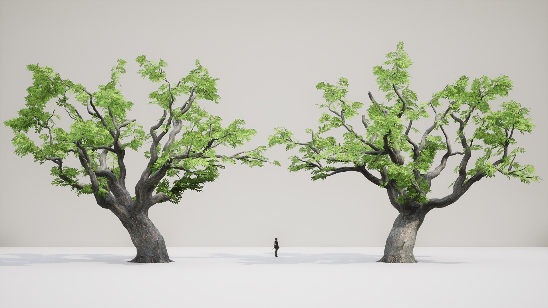 4 Realistic Korean Zelkova Tree Model II LOD II Game Ready Model ...