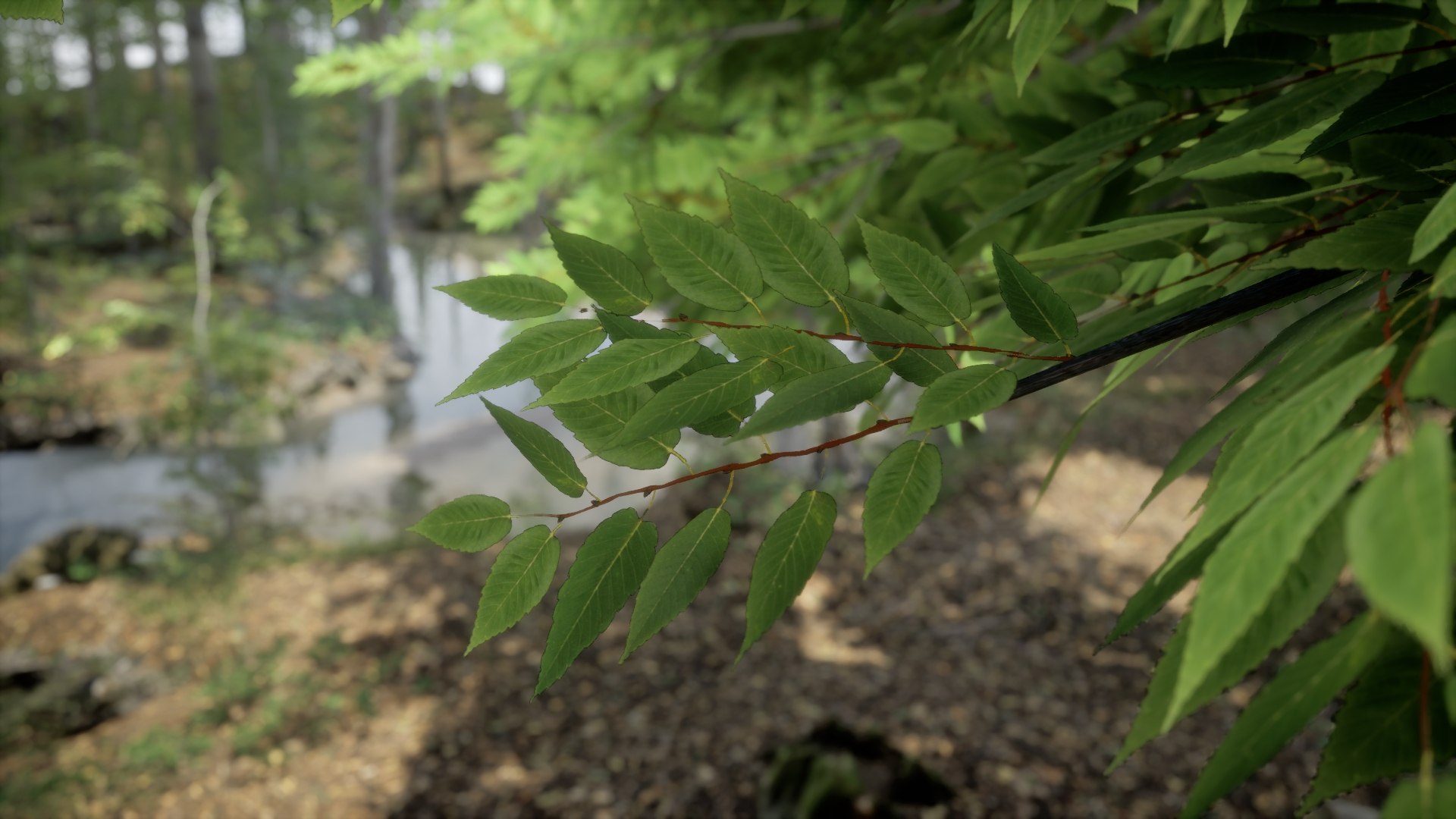 4 Realistic Korean Zelkova Tree Model II LOD II Game Ready Model ...