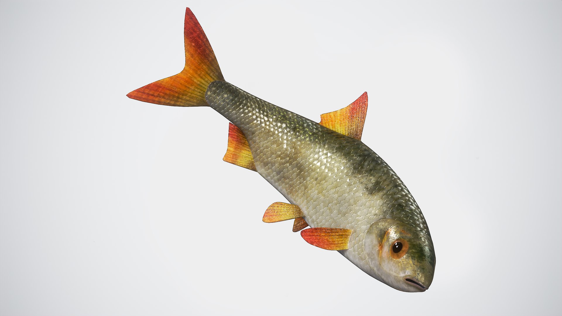 3D Fish Rudd Animated PBR - TurboSquid 2088323