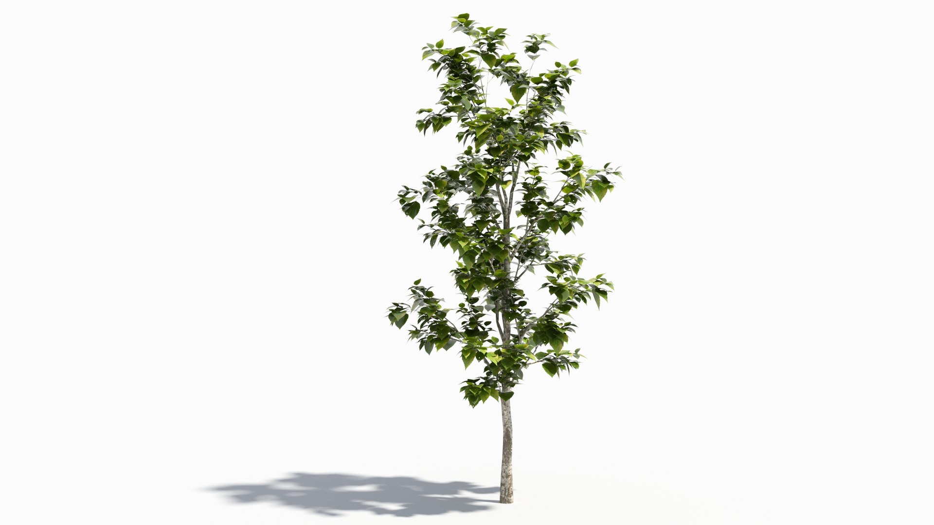 3D Model Betula Tree - TurboSquid 2015735