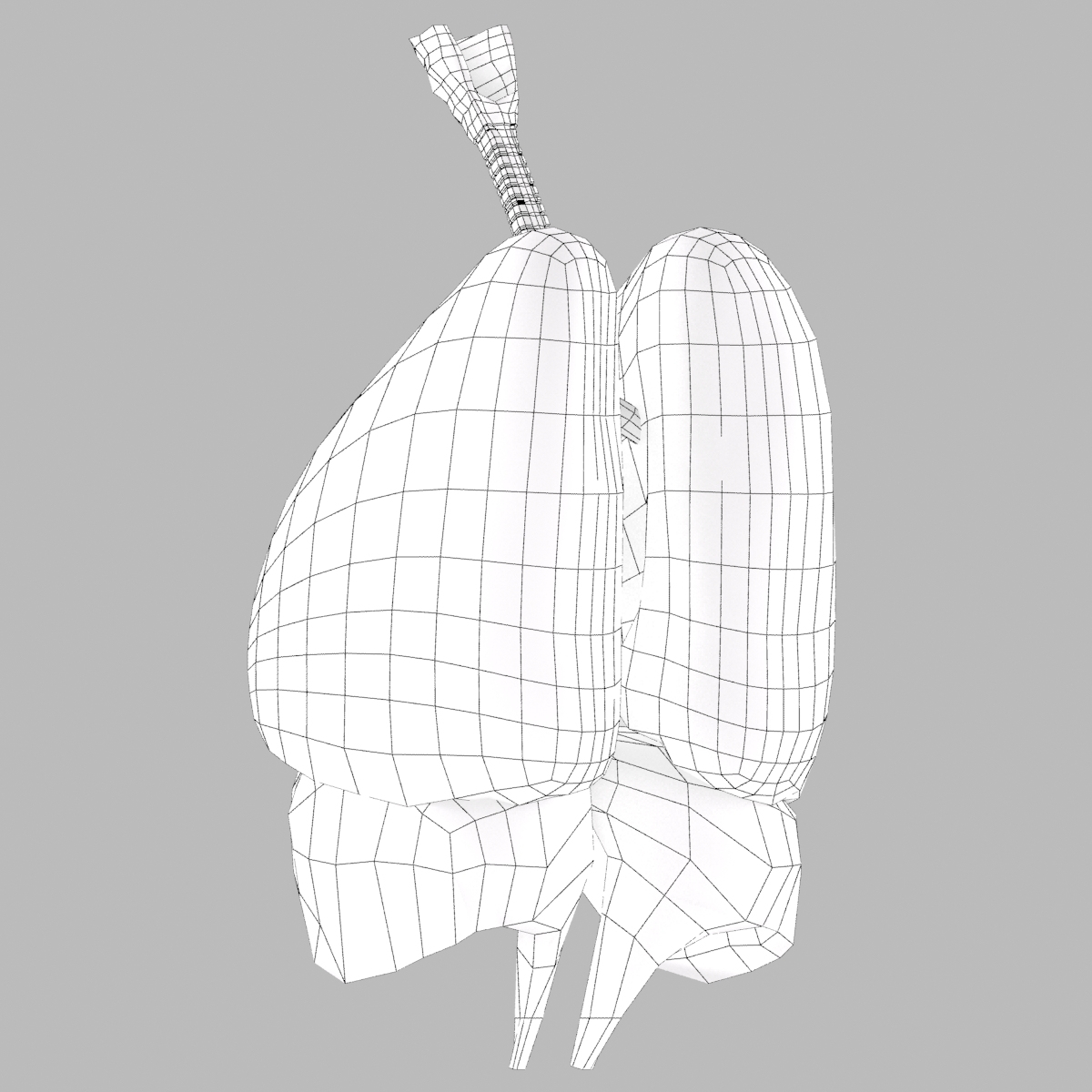 3d respiratory lungs diaphragm model
