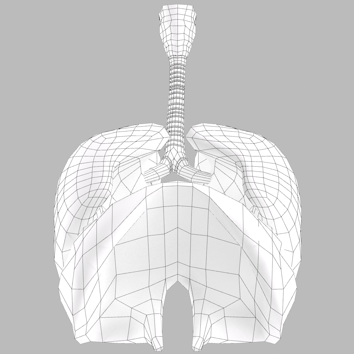 3d respiratory lungs diaphragm model