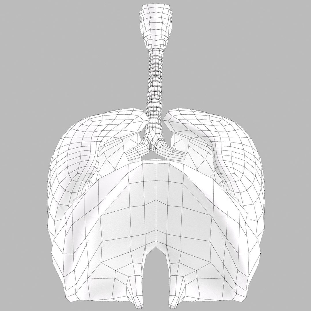 3d Respiratory Lungs Diaphragm Model
