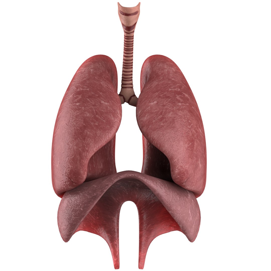3d Respiratory Lungs Diaphragm Model
