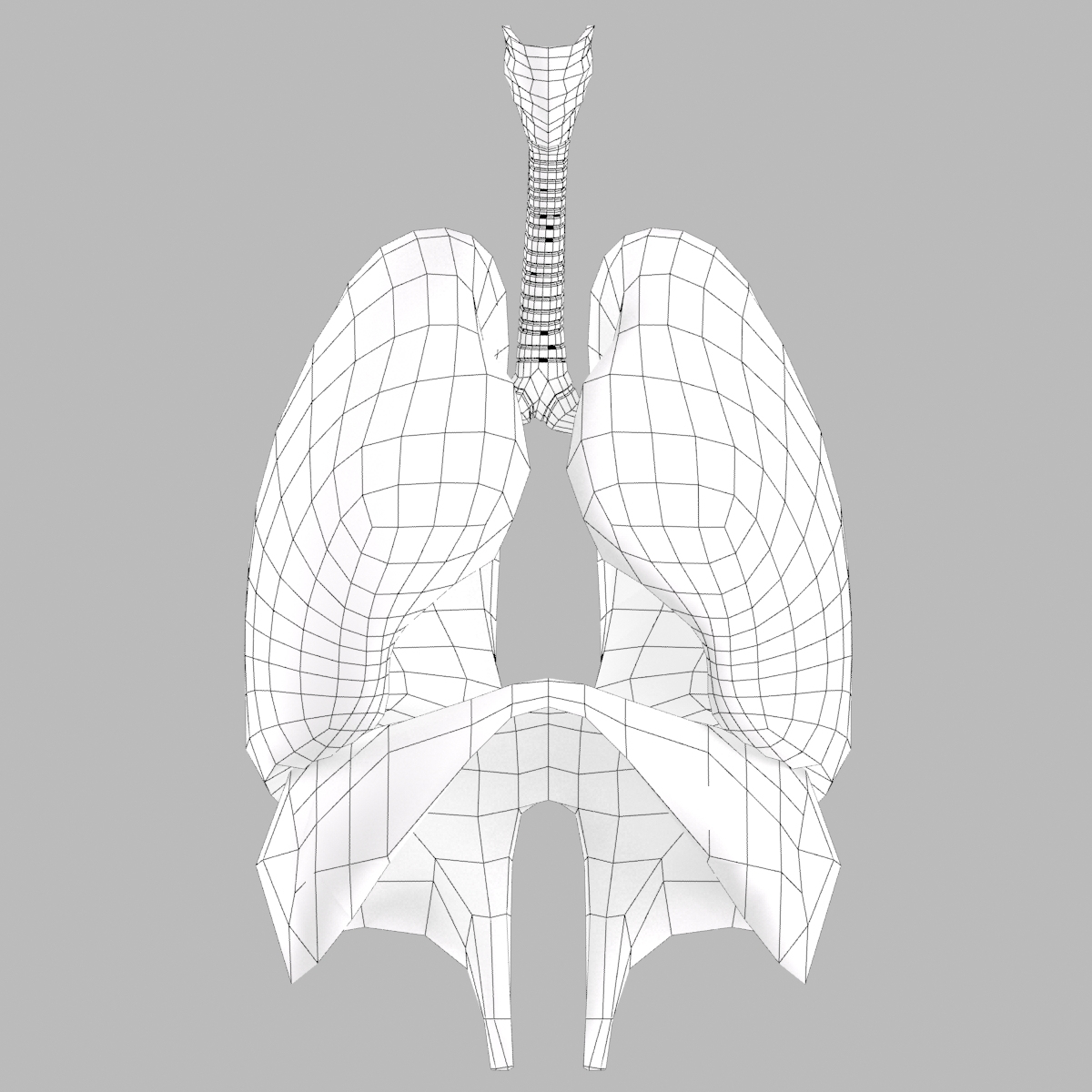 3d respiratory lungs diaphragm model