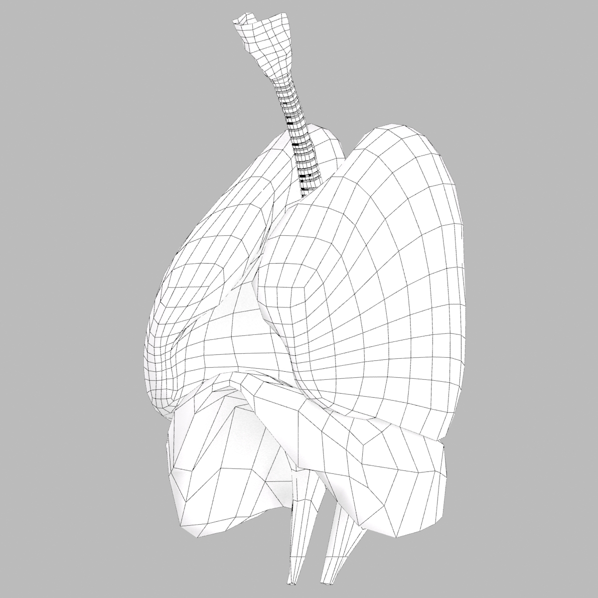 3d respiratory lungs diaphragm model