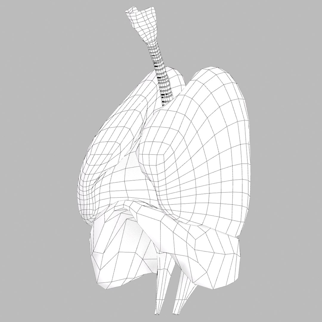 3d Respiratory Lungs Diaphragm Model