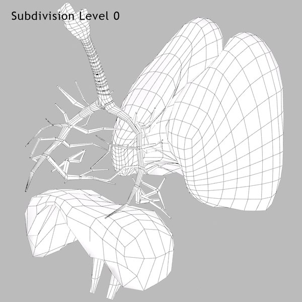 3d respiratory lungs diaphragm model