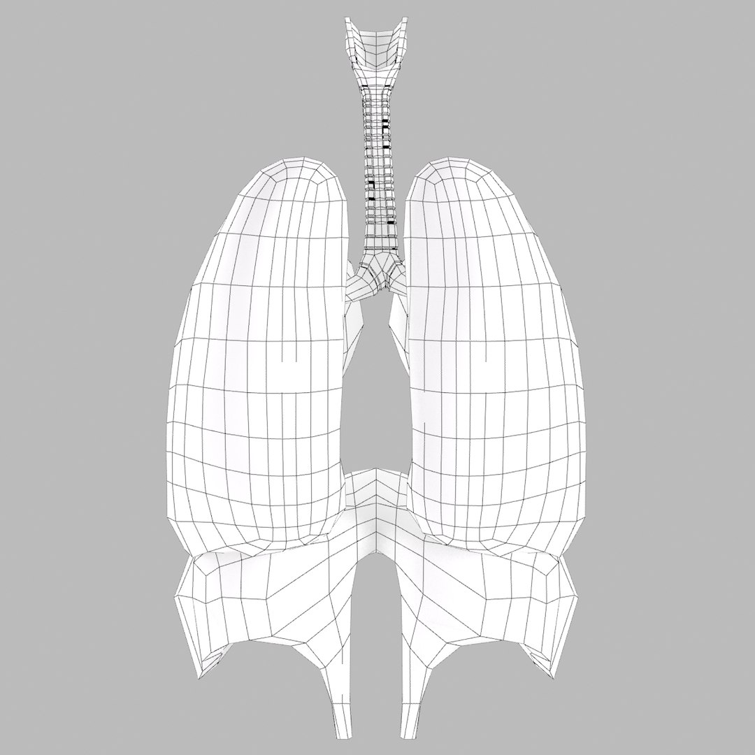 3d Respiratory Lungs Diaphragm Model