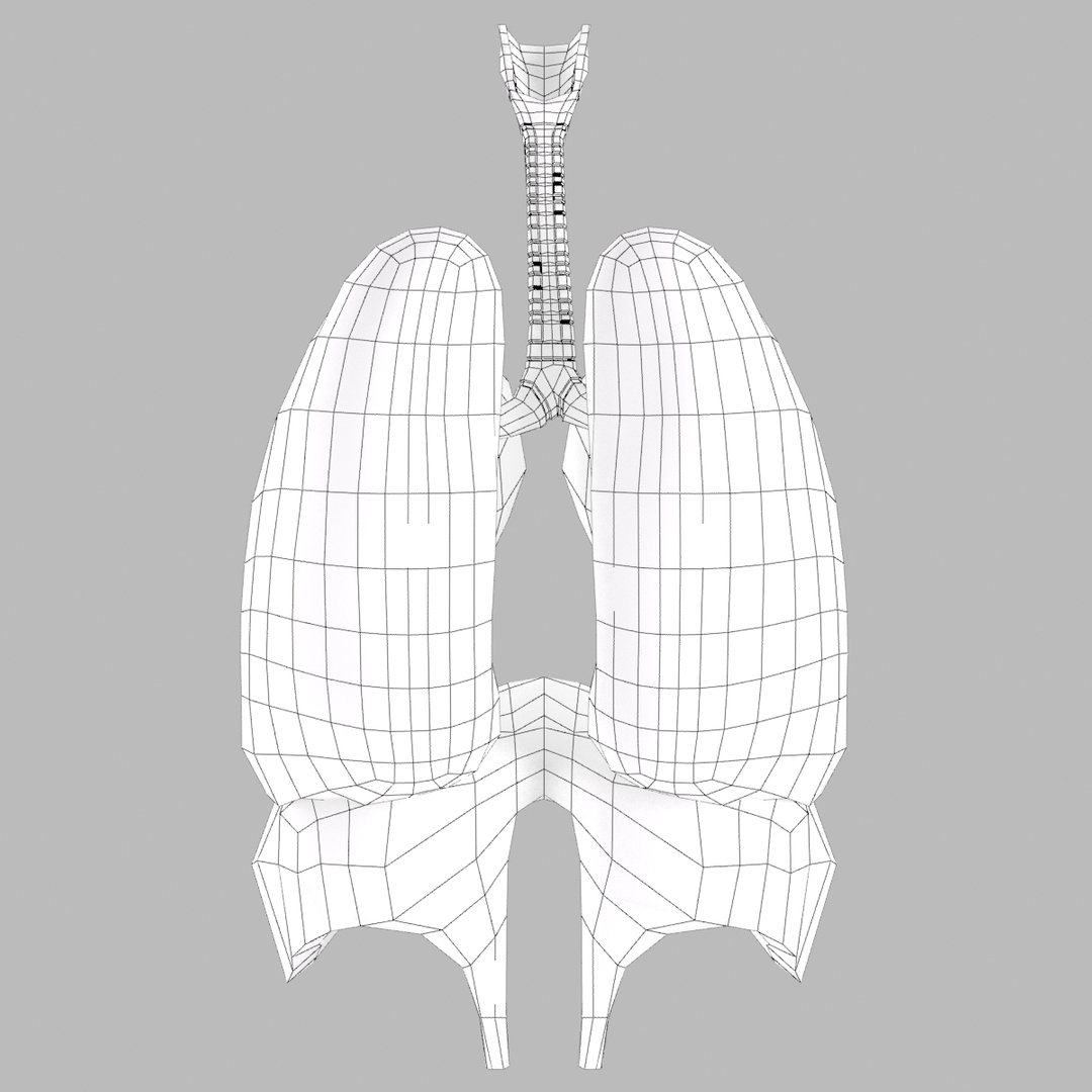 3d respiratory lungs diaphragm model