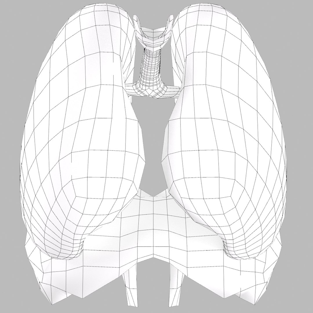 3d Respiratory Lungs Diaphragm Model