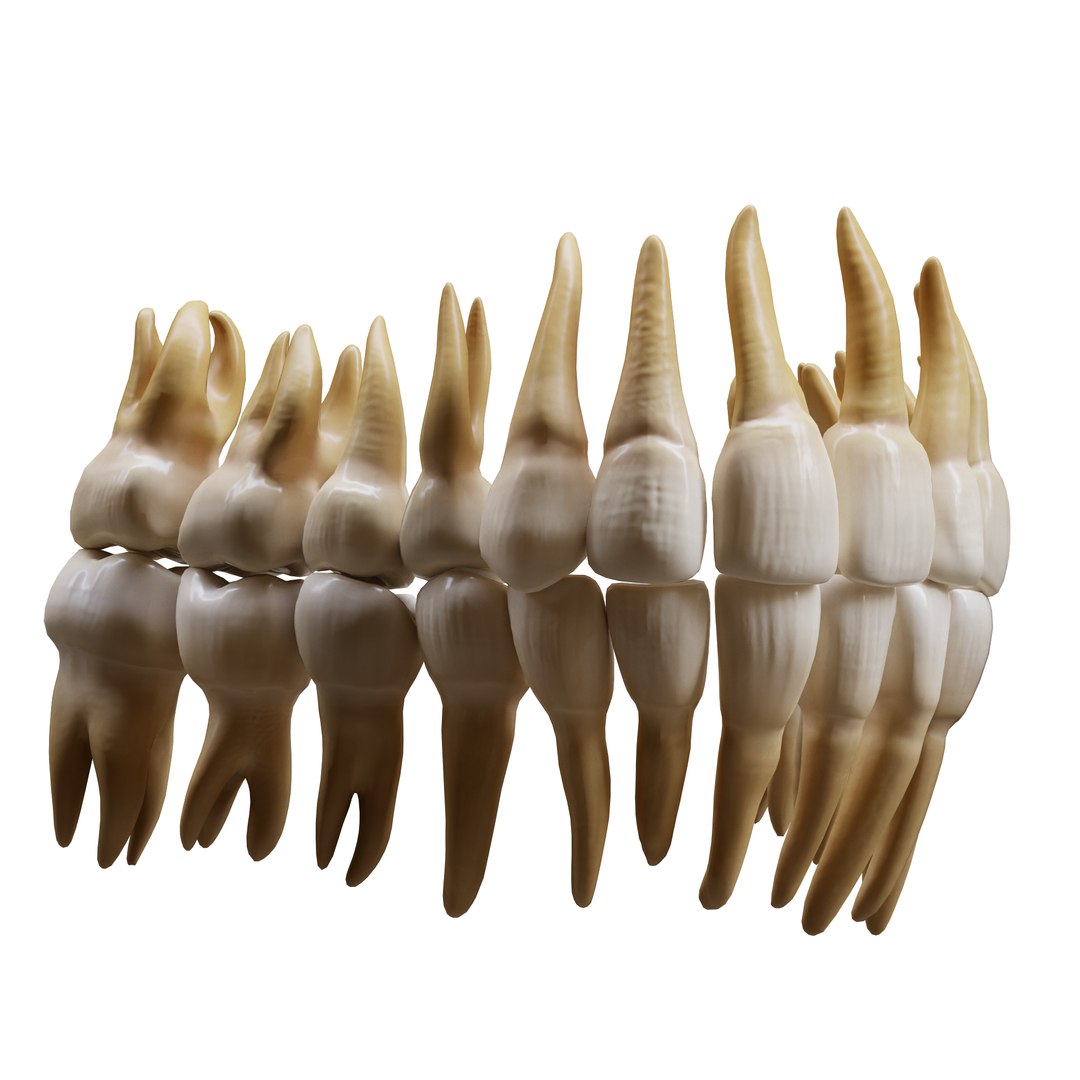 Human Tooth 3D Model - TurboSquid 1808726