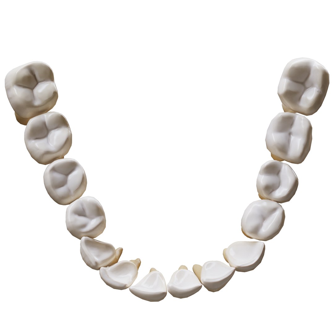 Human Tooth 3D Model - TurboSquid 1808726