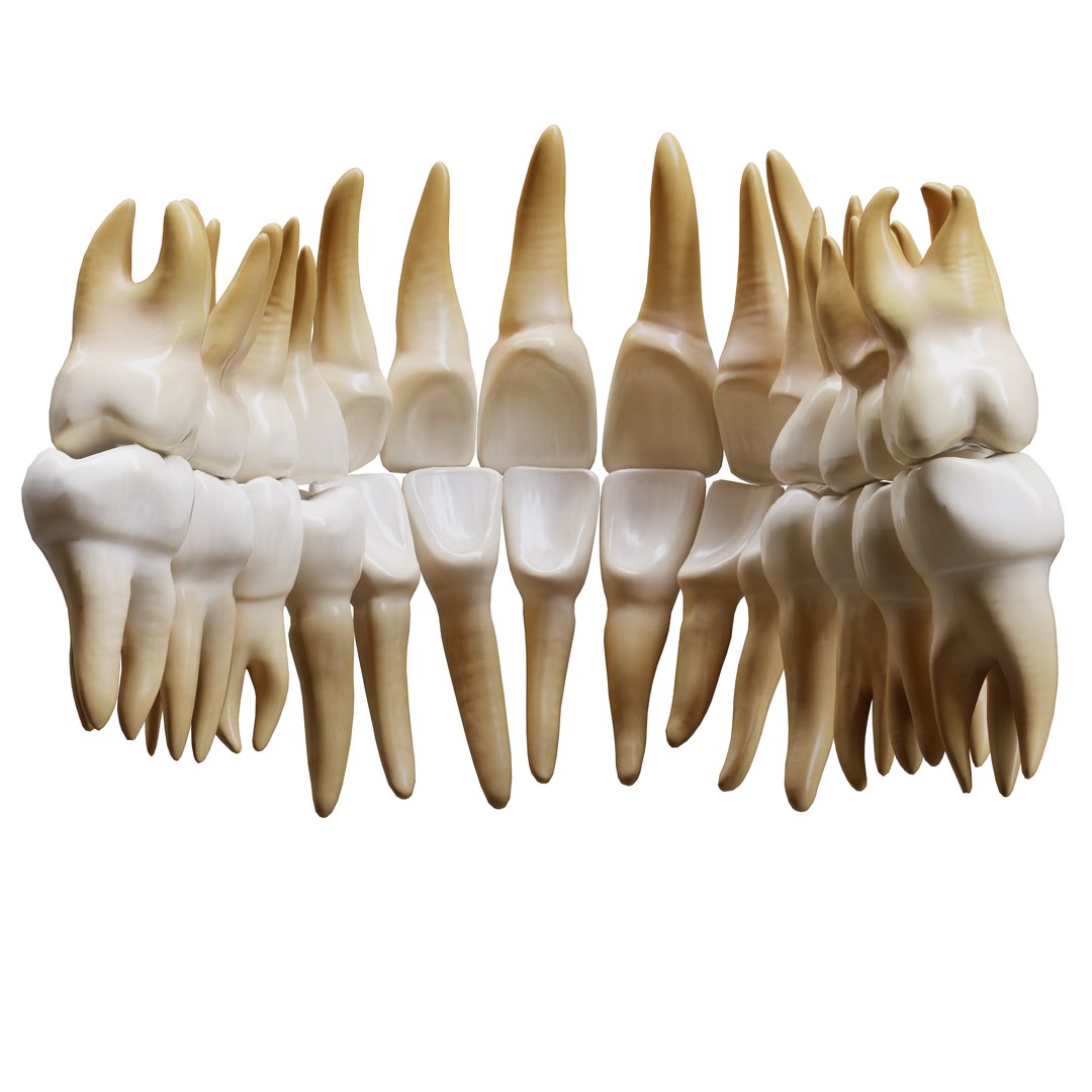 Human Tooth 3D Model - TurboSquid 1808726