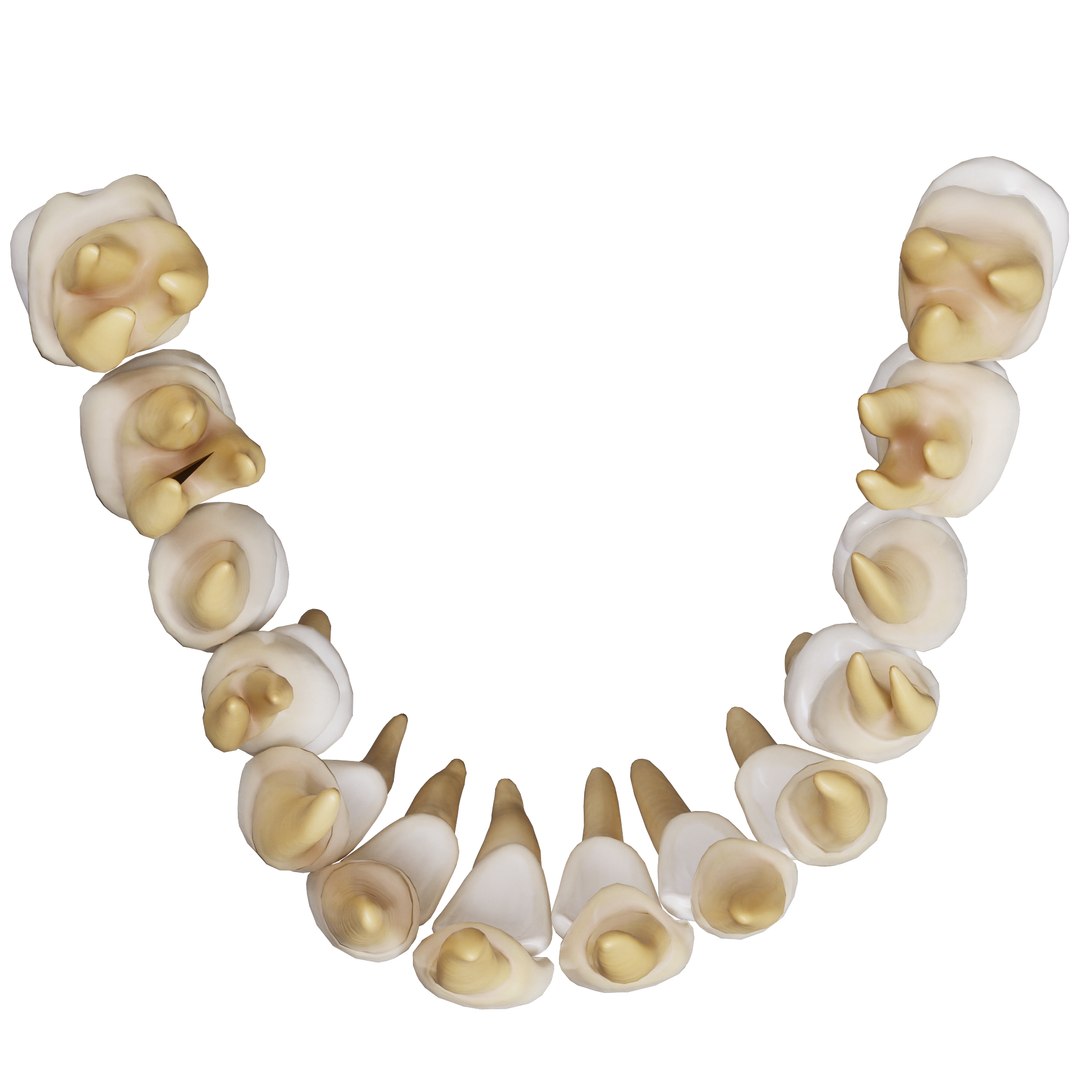 Human Tooth 3D Model - TurboSquid 1808726