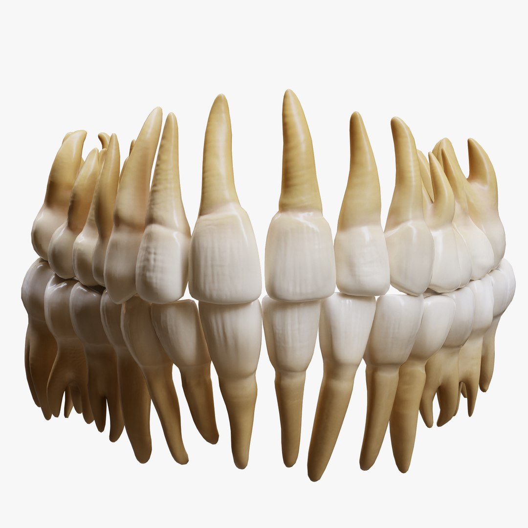 Human Tooth 3D Model - TurboSquid 1808726