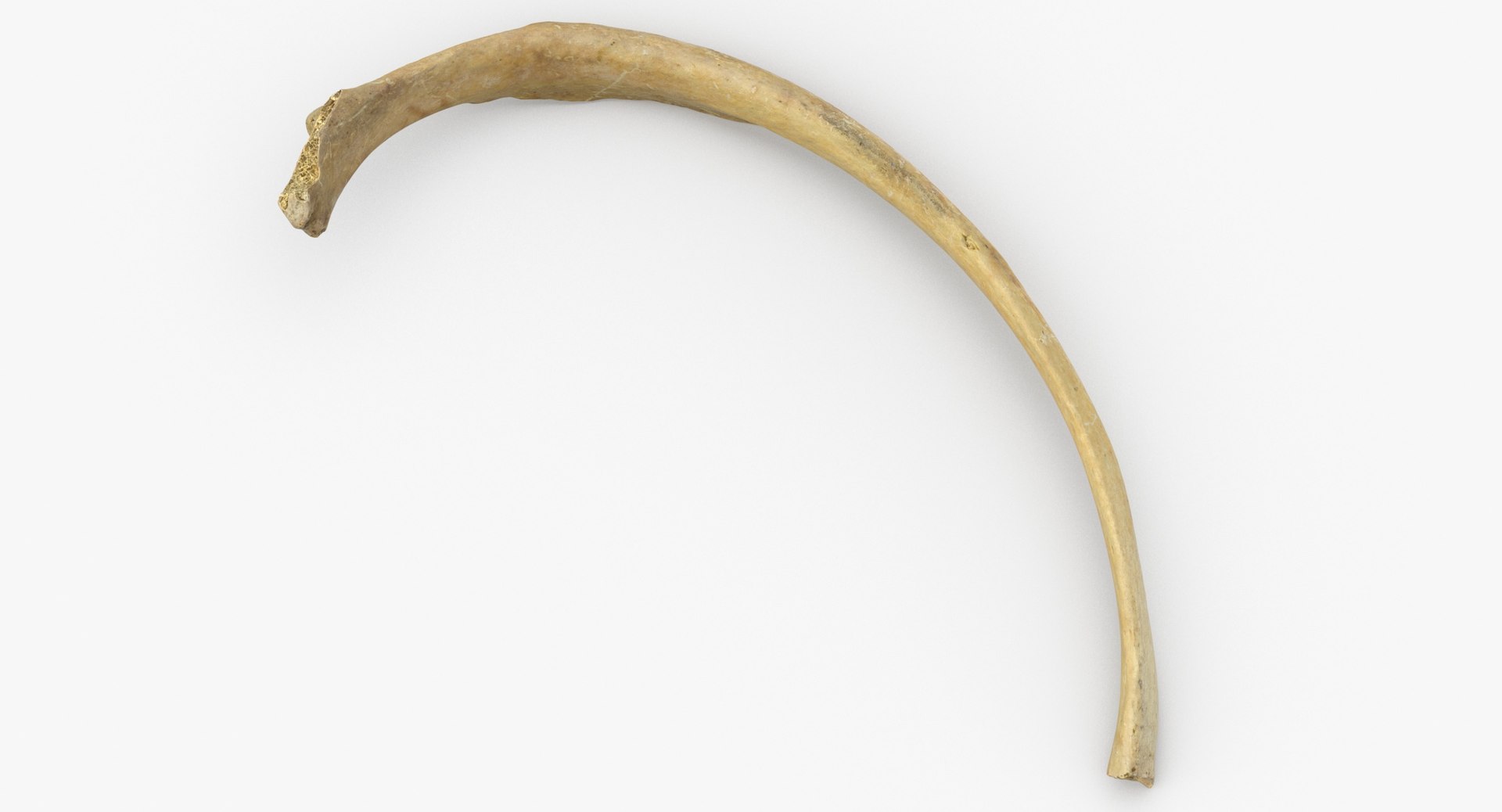 3D costae verae rib 05 - TurboSquid 1550096