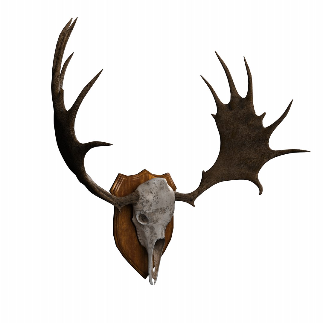 Moose Skull 3d Model