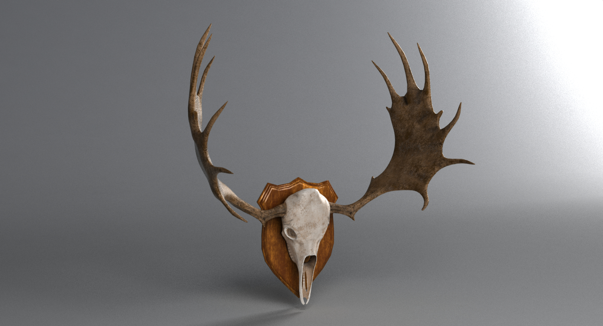 Moose Skull 3d Model