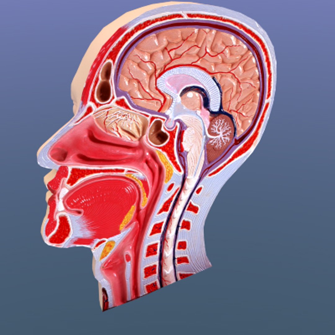 Head Cutaway 3d Model