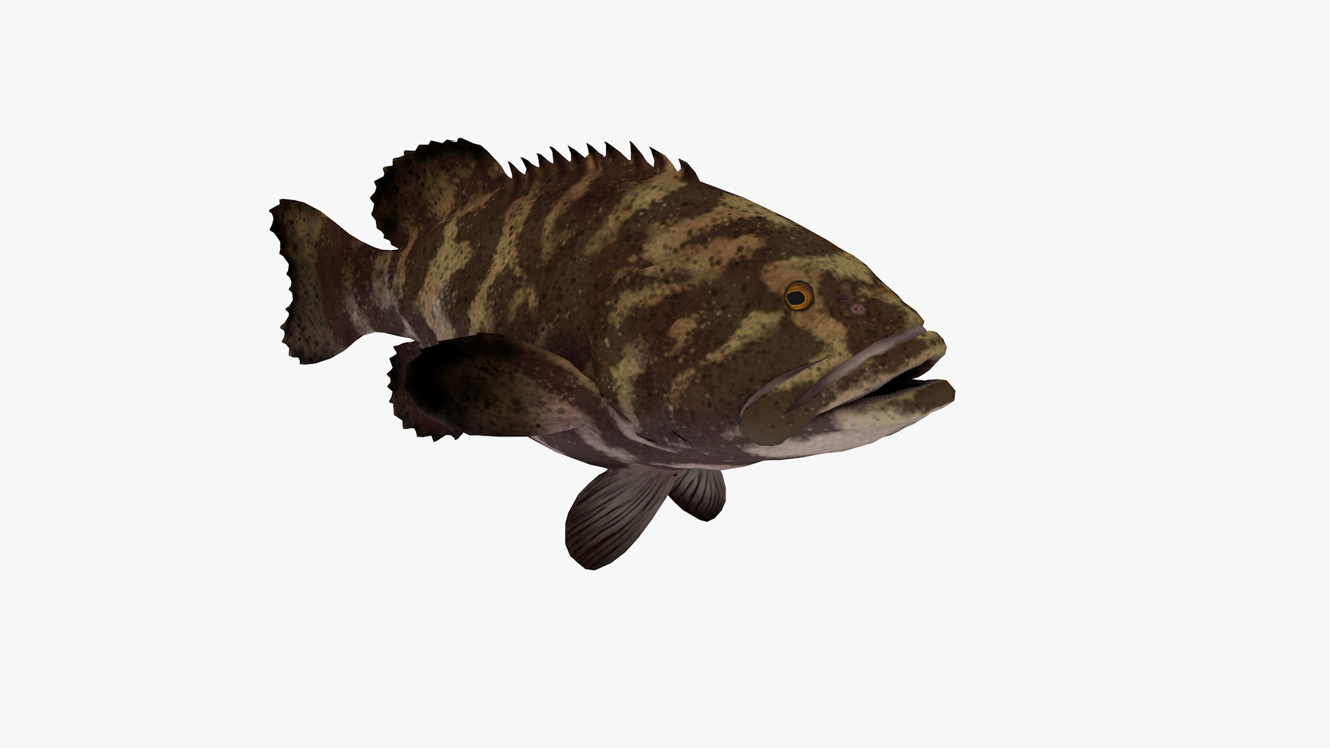 3in1 Grouper Fish Rigged And Animated 3D Model - TurboSquid 2335530
