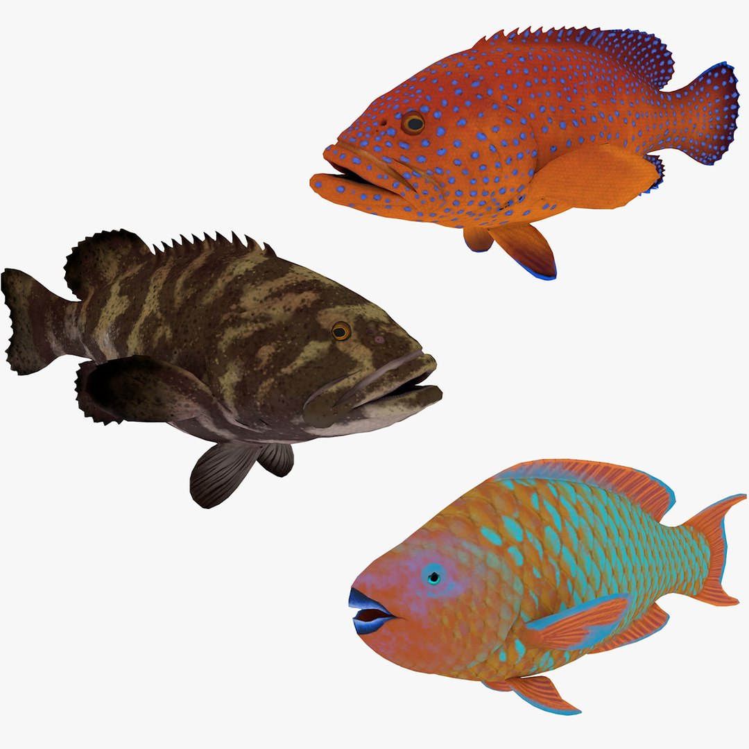 3in1 Grouper Fish Rigged And Animated 3D Model - TurboSquid 2335530