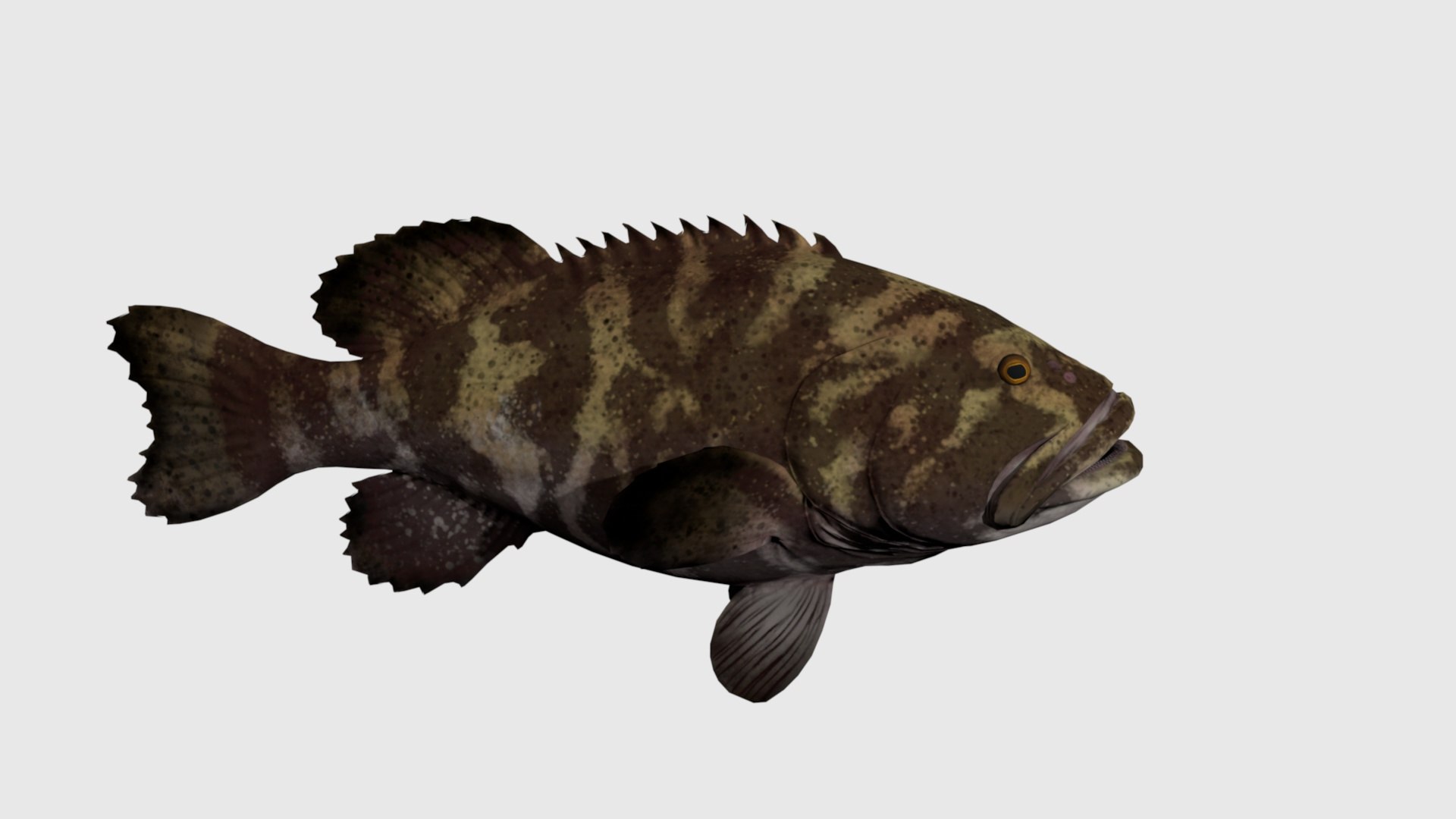 3in1 Grouper Fish Rigged And Animated 3D Model - TurboSquid 2335530