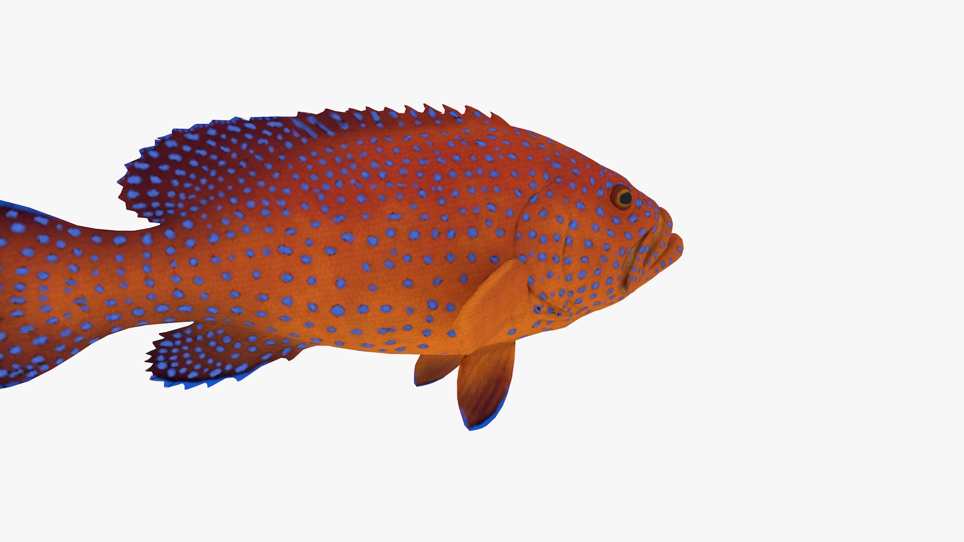 3in1 Grouper Fish Rigged And Animated 3D Model - TurboSquid 2335530