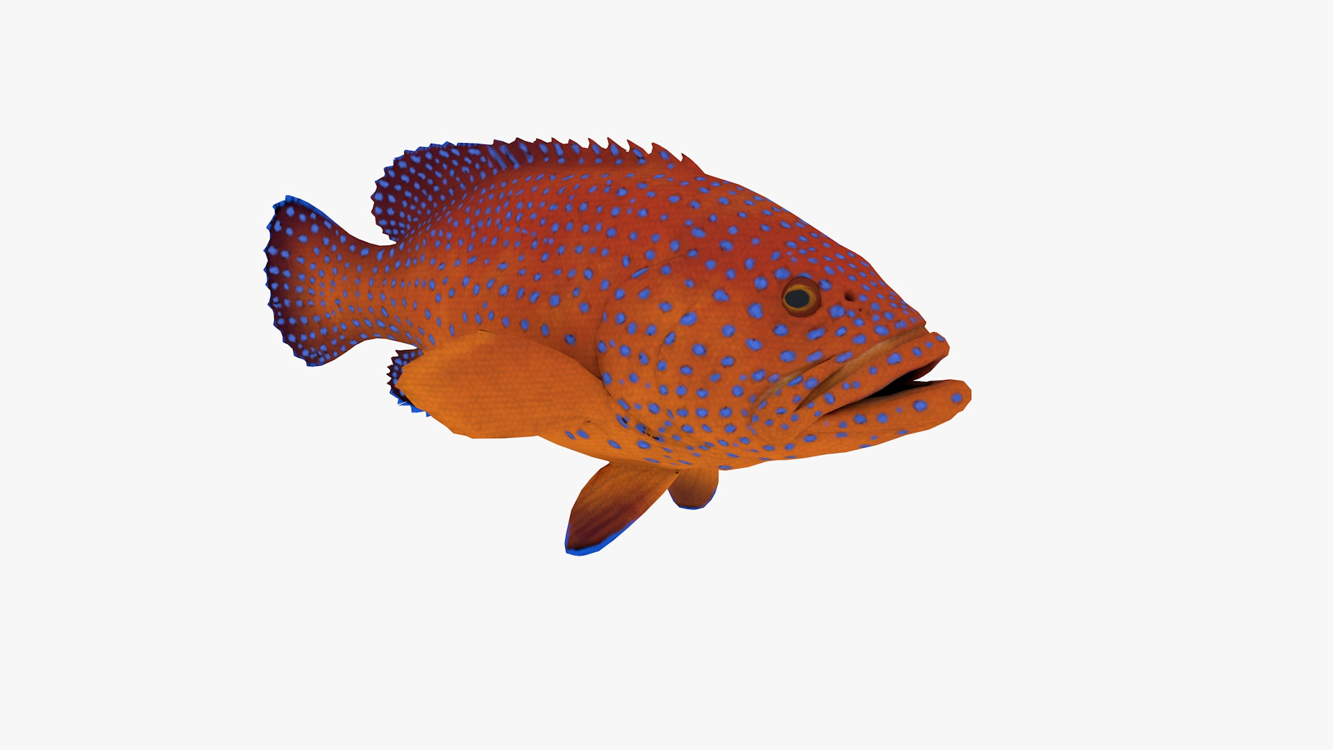 3in1 Grouper Fish Rigged And Animated 3D Model - TurboSquid 2335530