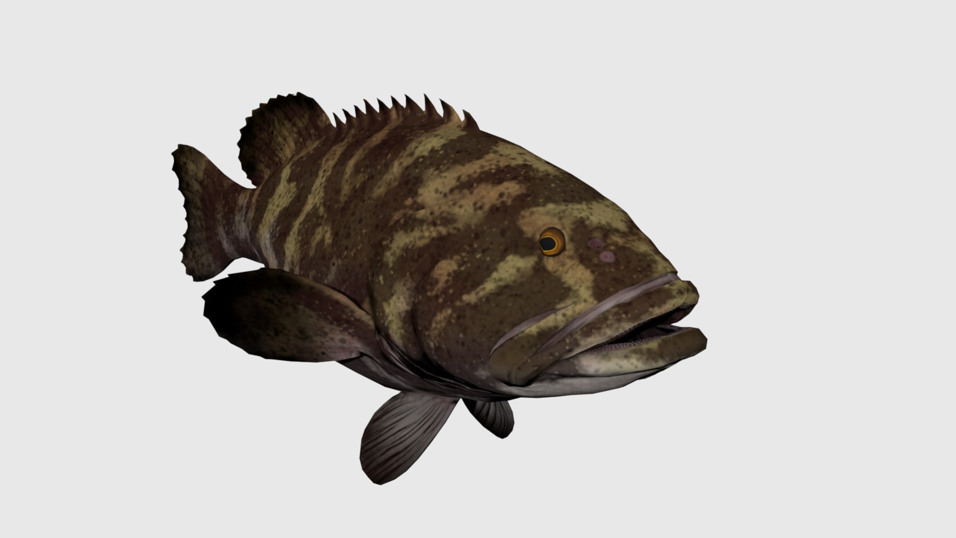 3in1 Grouper Fish Rigged And Animated 3D Model - TurboSquid 2335530