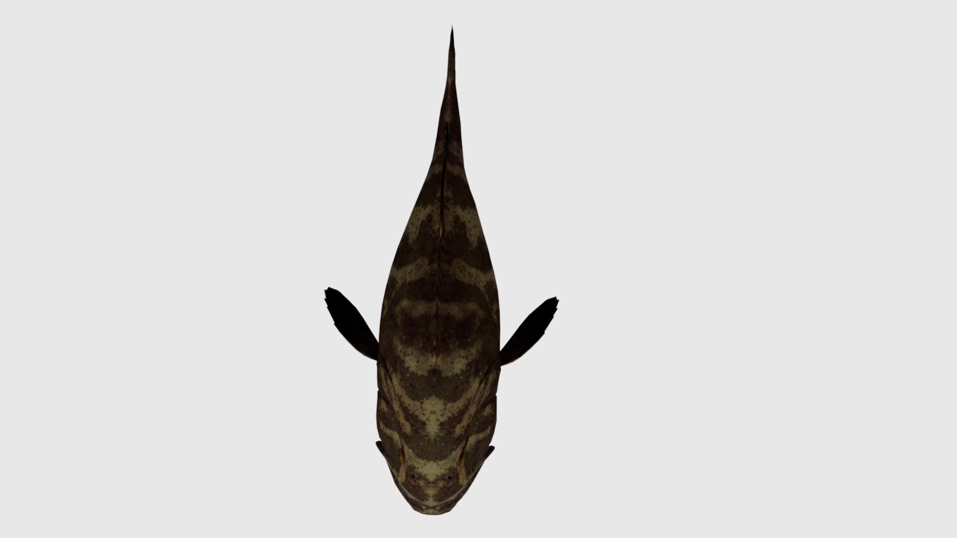 3in1 Grouper Fish Rigged And Animated 3D Model - TurboSquid 2335530