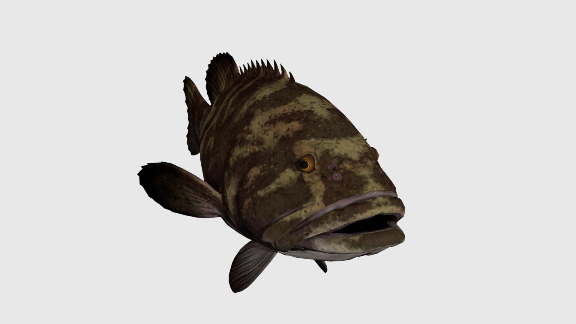 3in1 Grouper Fish Rigged And Animated 3D Model - TurboSquid 2335530