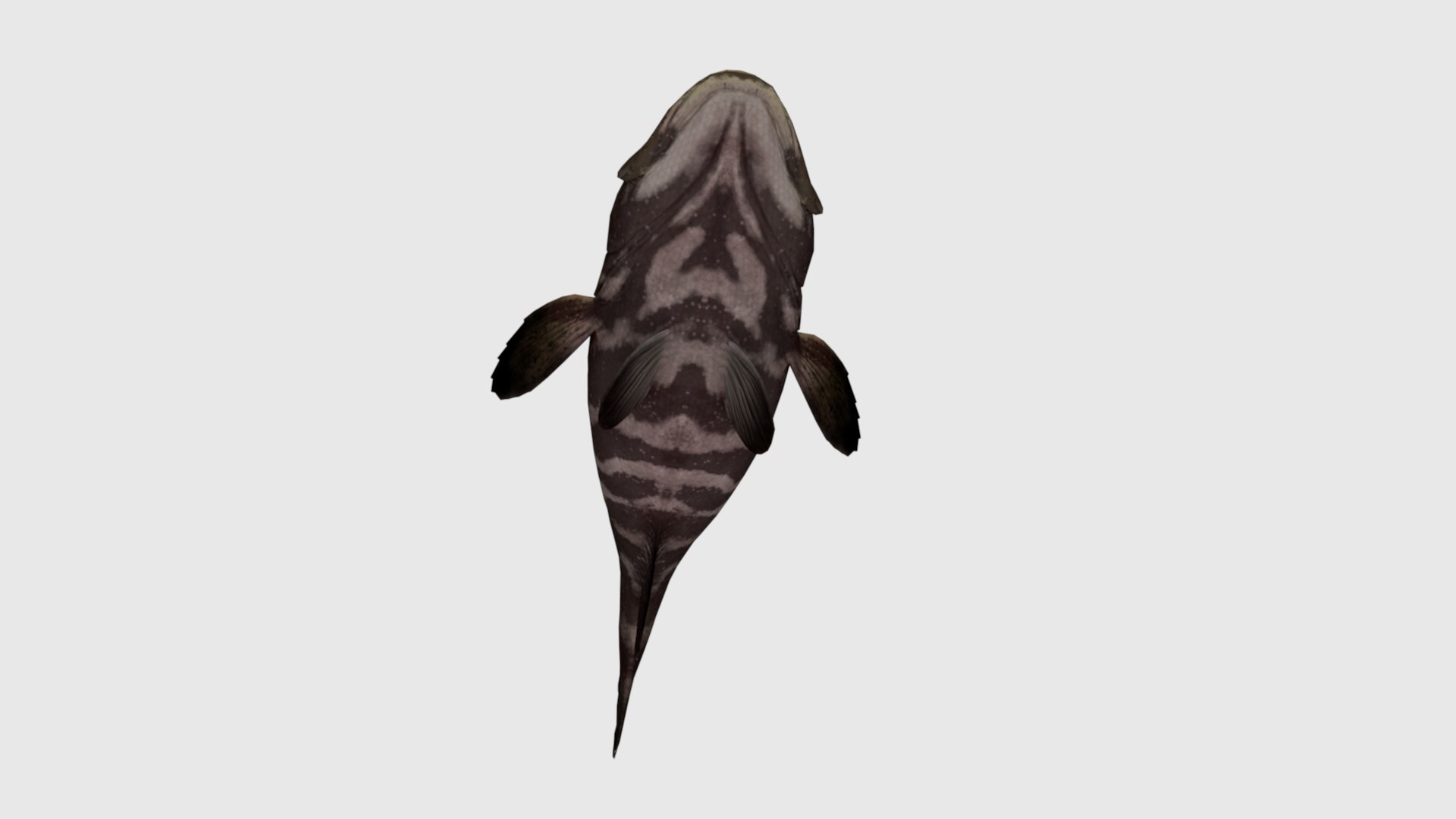 3in1 Grouper Fish Rigged And Animated 3D Model - TurboSquid 2335530