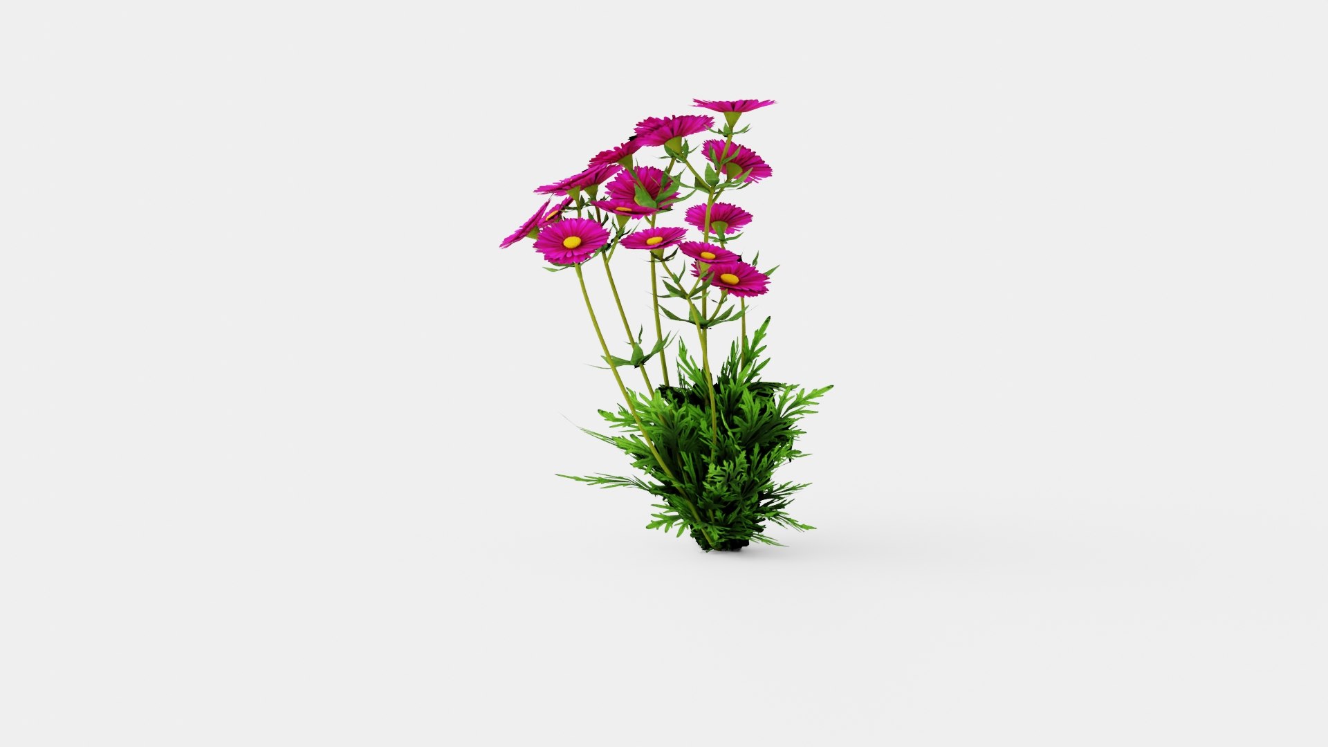 3D Aster Dumosus Jenny Bush Aster Model - TurboSquid 2249126
