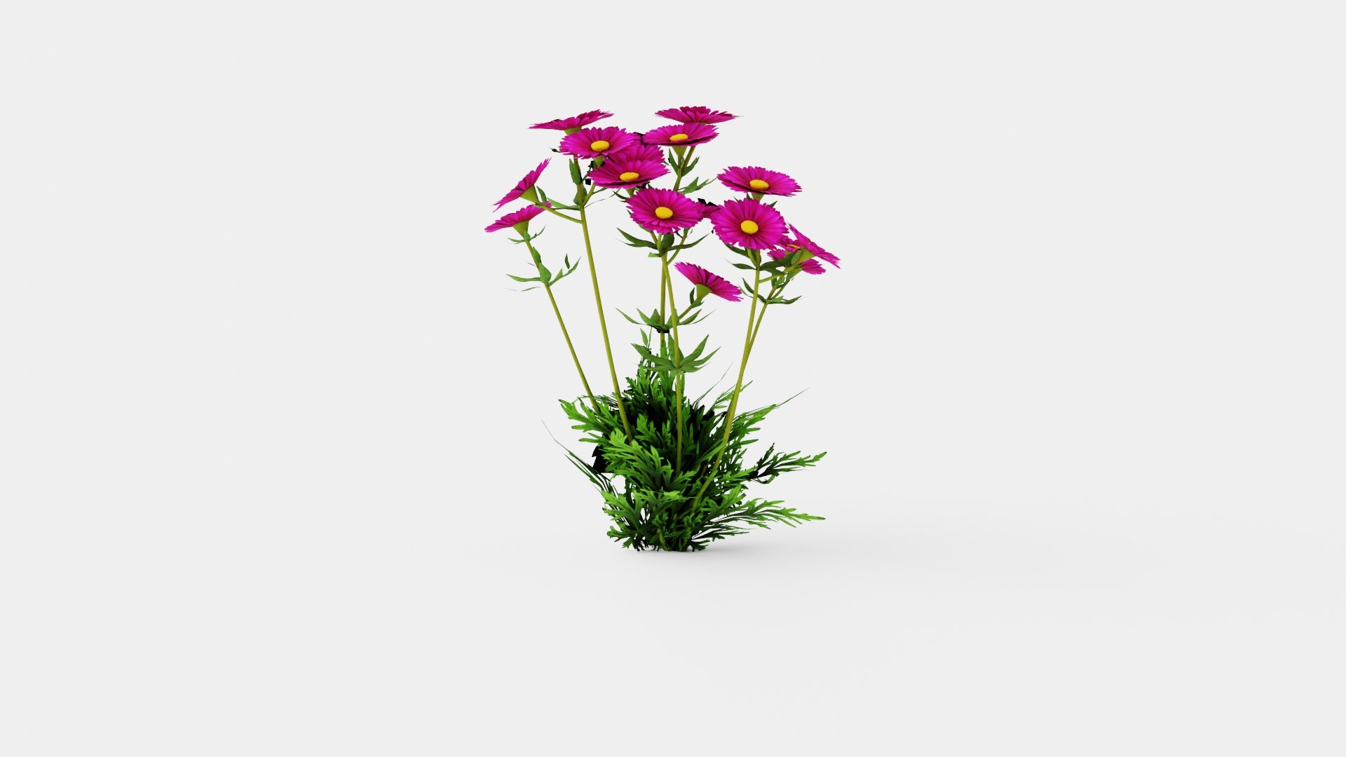 3D Aster Dumosus Jenny Bush Aster Model - TurboSquid 2249126