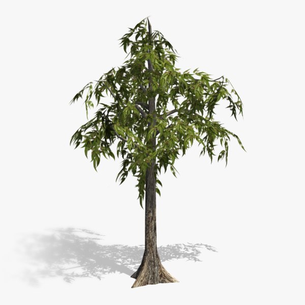 3D model eucalyptus tree - TurboSquid 1574276