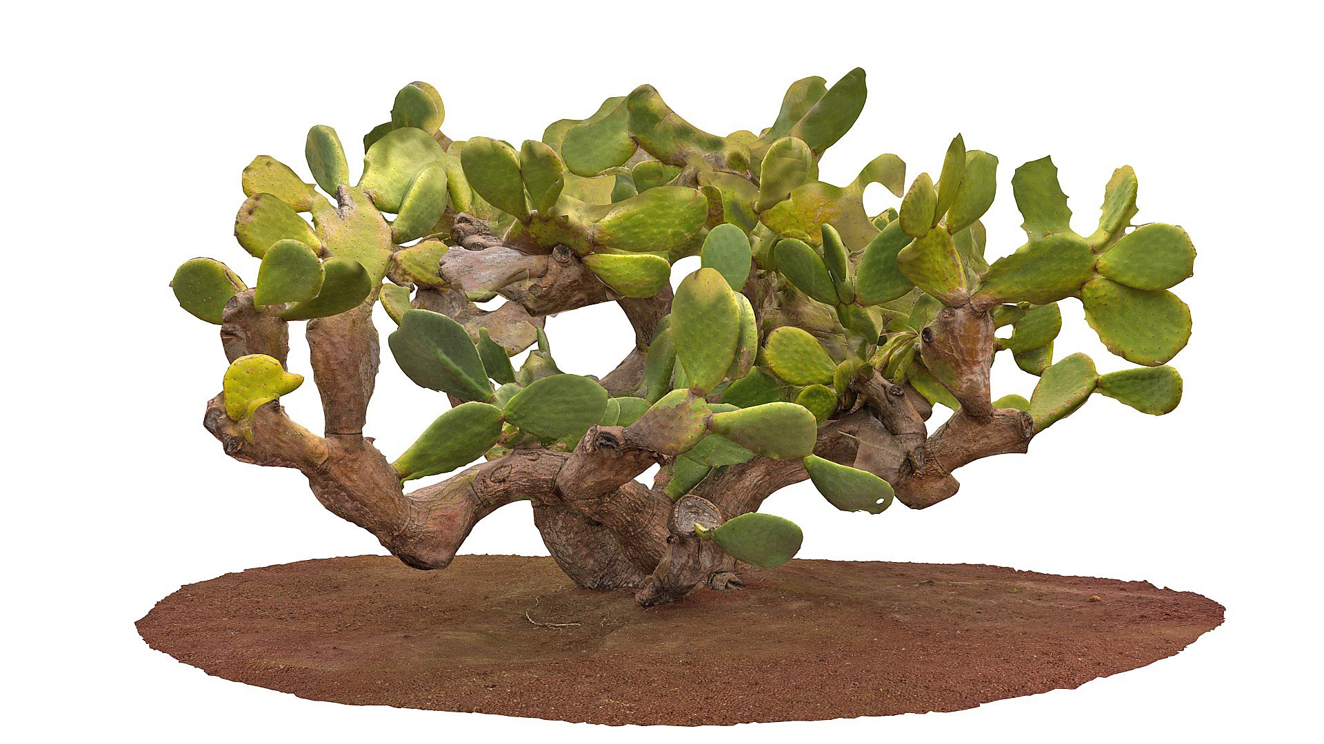 3d Model Real Cactus 8k