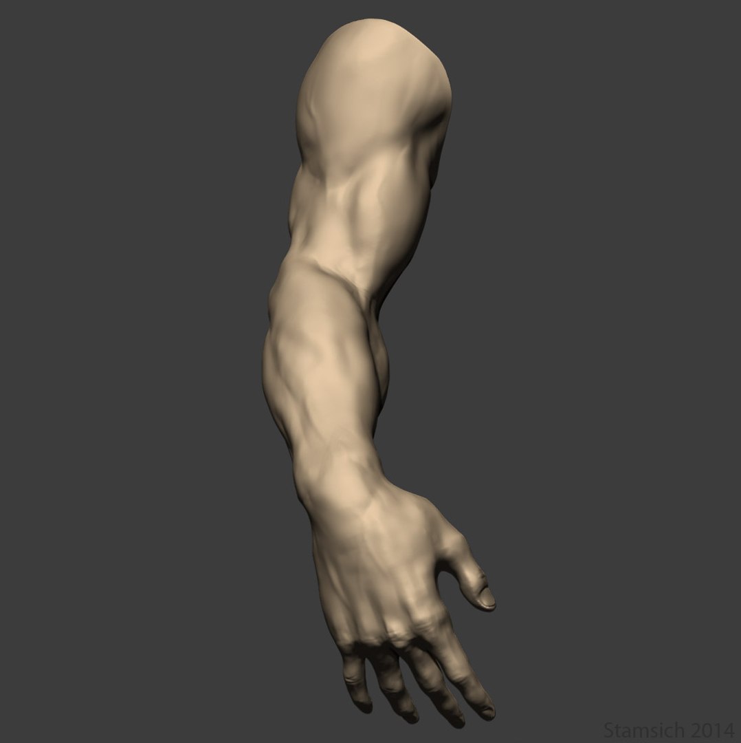 3d Arm Sculpt Model
