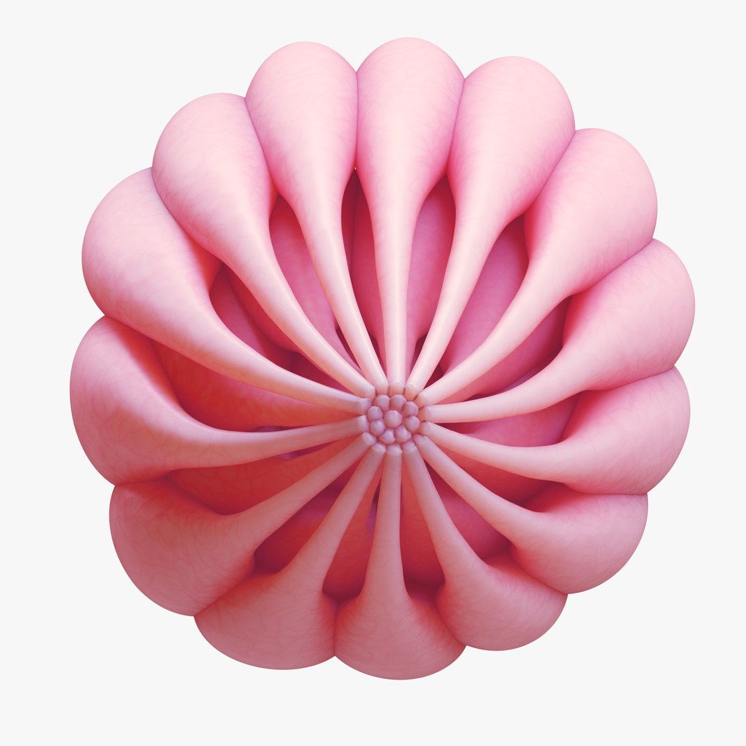 Mammary Gland Anatomy 3D Model - TurboSquid 2050660