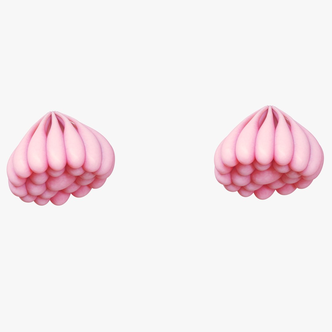 Mammary Gland Anatomy 3D Model - TurboSquid 2050660