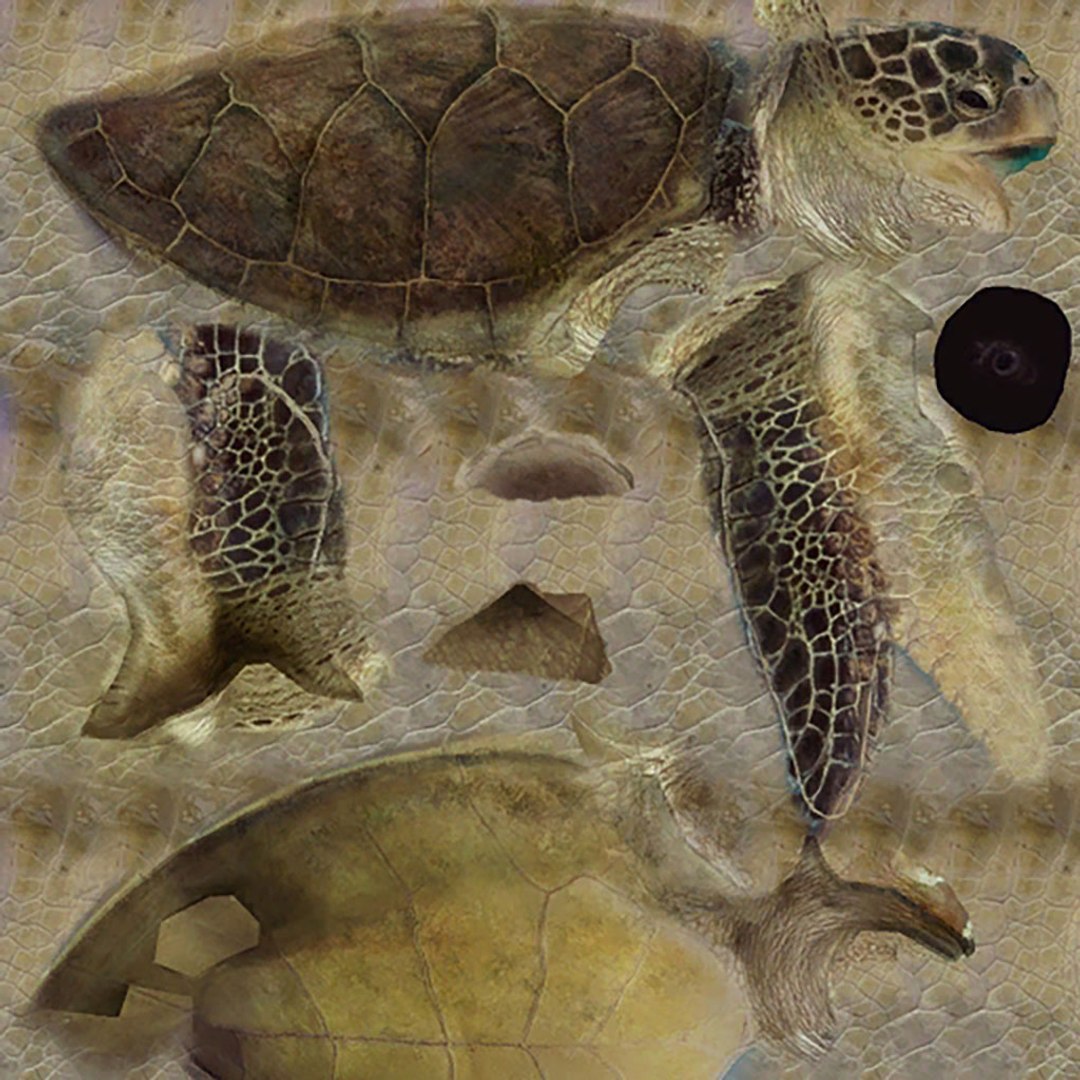 3D Turtle - TurboSquid 2370624