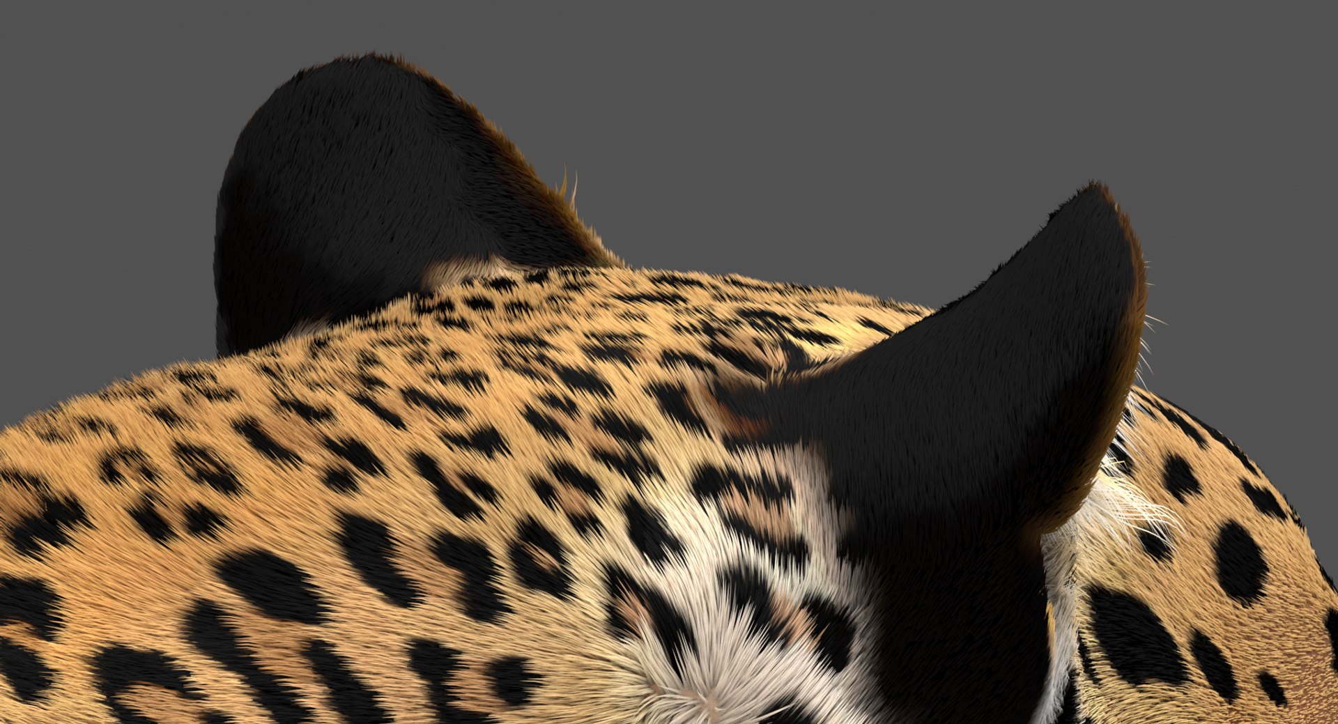 Leopard Fur 3D Model - TurboSquid 1409322