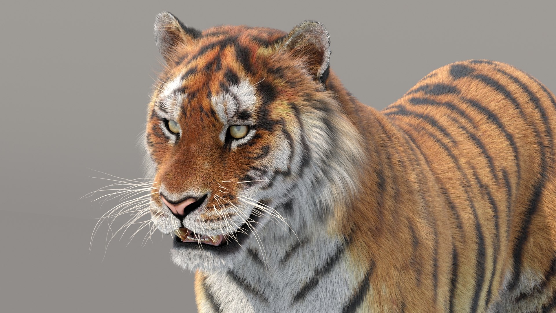3D Siberian Tiger 3D Model With Fur - TurboSquid 2298288